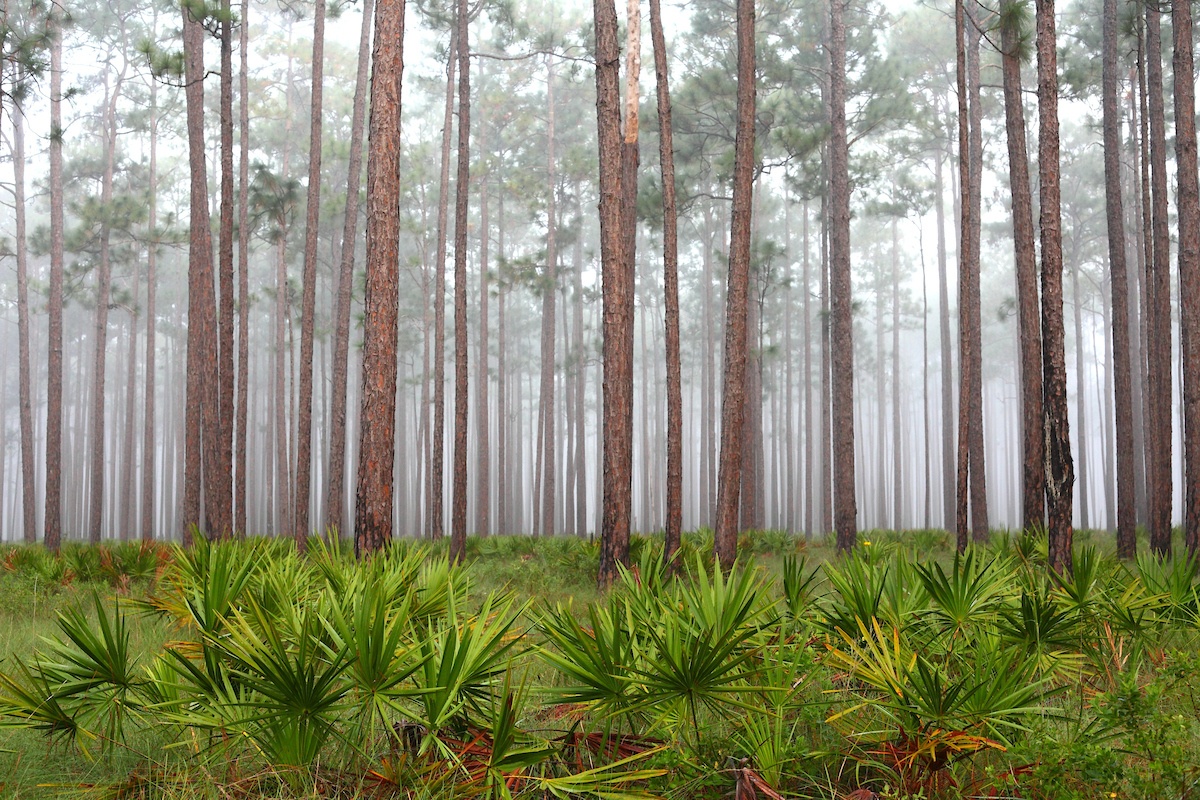 Insights from the building of the Northwest Florida Sentinel Landscape ...
