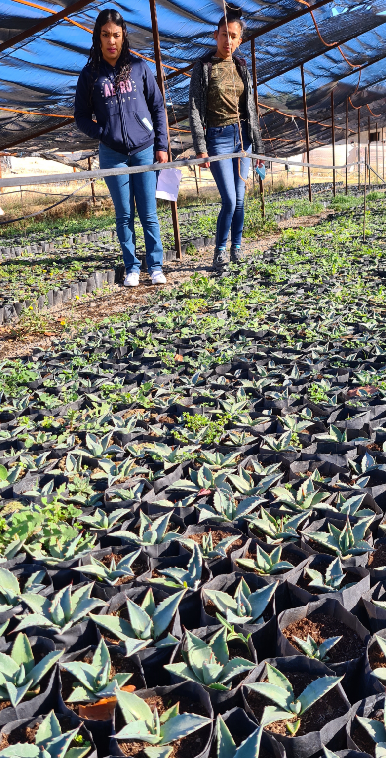 Insights and reflections from Bat Conservation International’s Agave ...