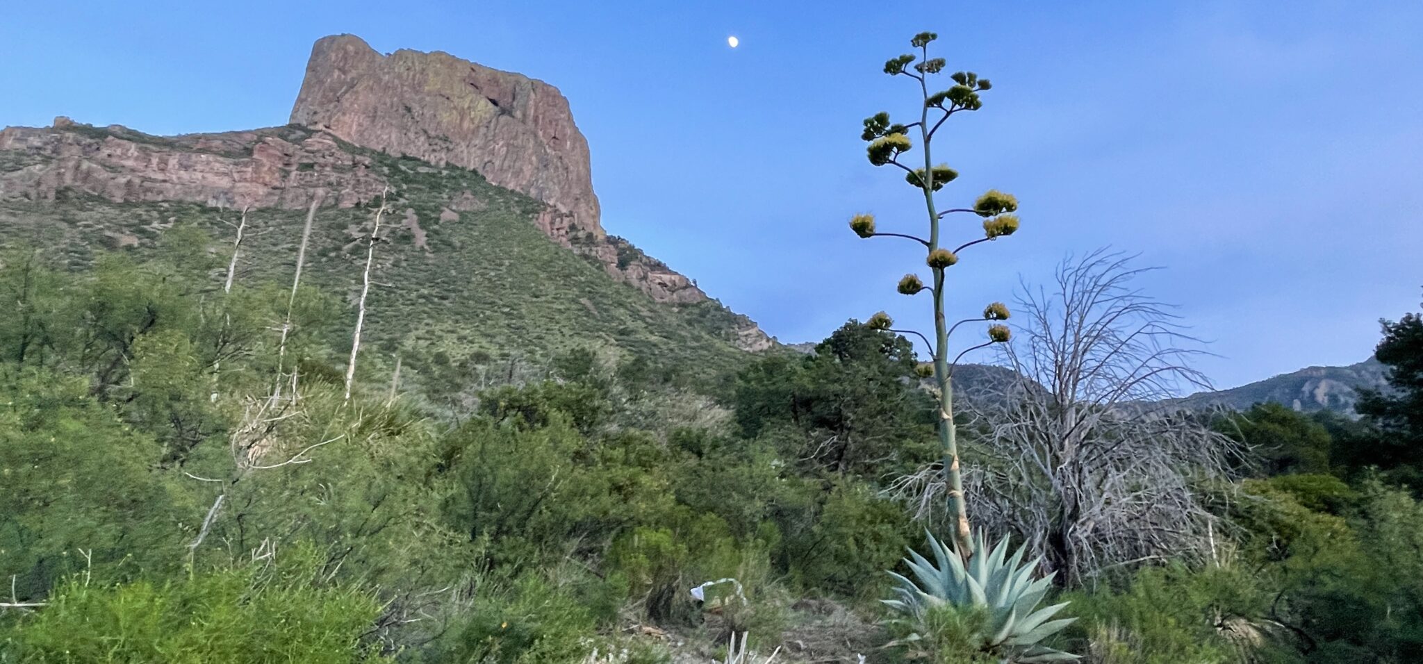 Insights and reflections from Bat Conservation International’s Agave ...